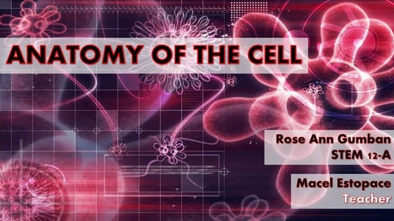 Plant and Animal Cell PowerPoint present | PPT