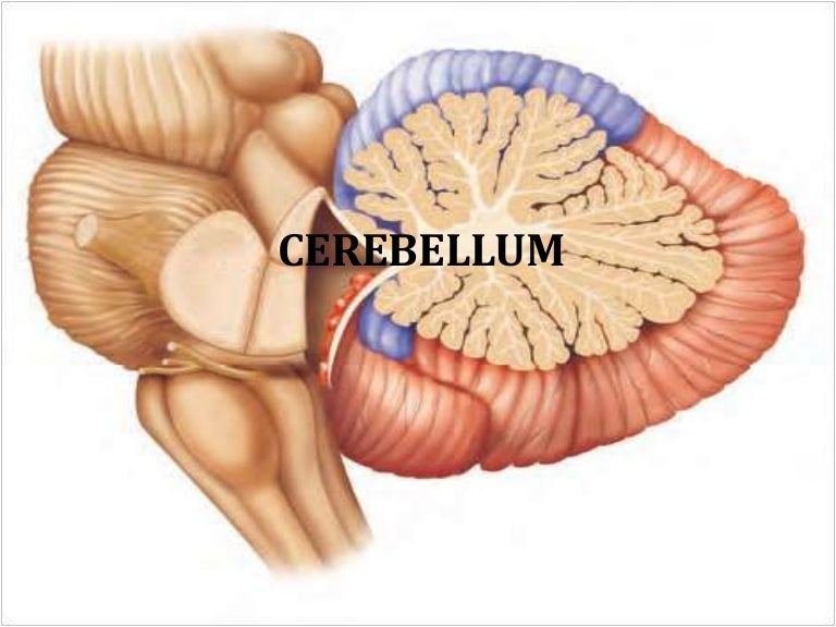 Pictures Of Cerebellum