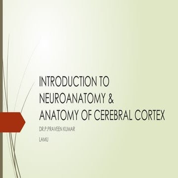 ANATOMY OF CEREBRAL CORTEX LEVY MWANAWASA MEDICAL UNIVERSITY | PPTX