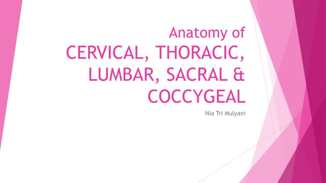 Transitional vertebrae radiology | PPTX