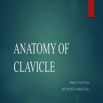 Anatomy of the Clavicle: Structure, Articulations & Muscle Attachments ...