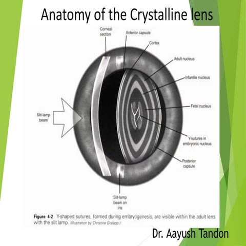 Anatomy of crystalline lens by Dr. Aayush Tandon | PPTX