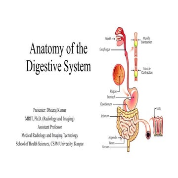 Anatomy of Digestive System, Liver, pancreas, and gallbladder .pptx