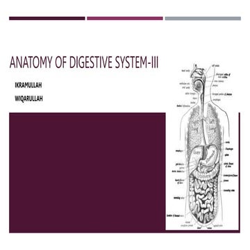 Anatomy of digestive system-III.pptx