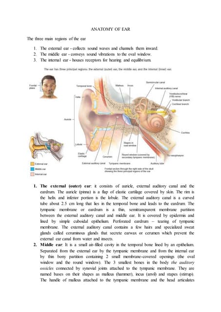Anatomy and physiology of ear | PPT