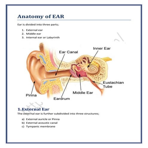 Inner Ear Anatomy Ppt