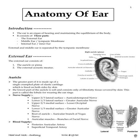 Anatomy Of Ear.pdf