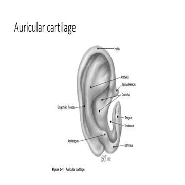 Embryology and anatomy of external ear | PPTX