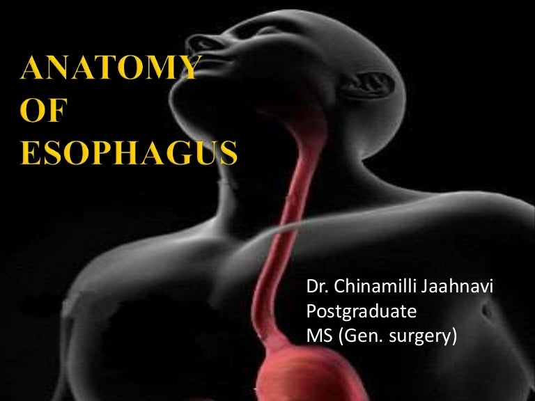 Esophagus Anatomy
