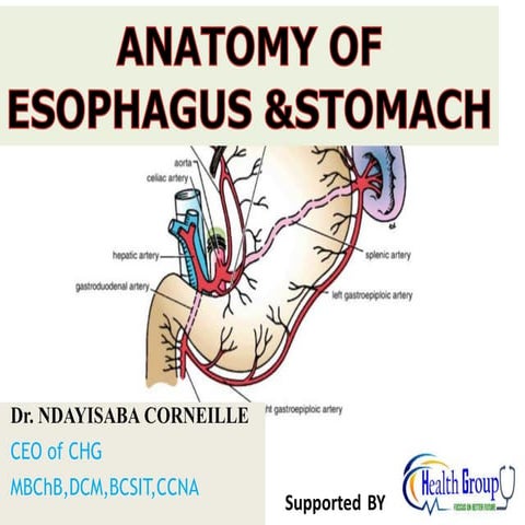 Anatomy of Esophagus & Stomach.pptx