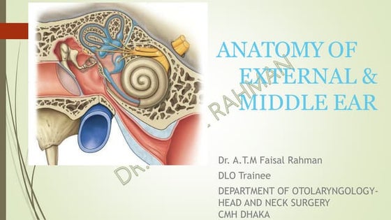 ANATOMY OF EXTERNAL AUDITORY CANAL | PPT