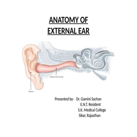 Anatomy of the external ear | PPT
