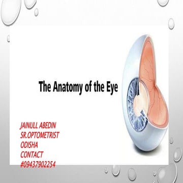 Anatomy of eye | PPT