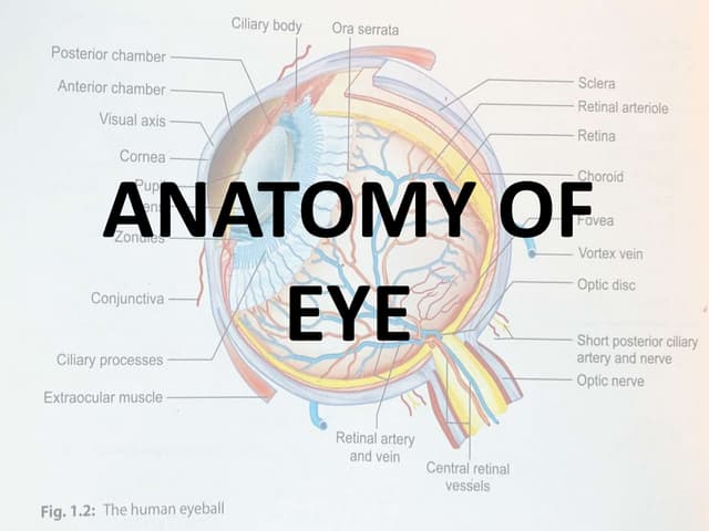 Eye Ball Anatomy | PPTX