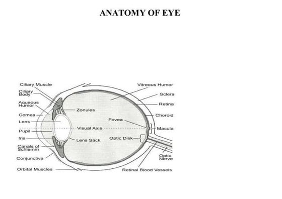 ANATOMY OF EYE.pdf