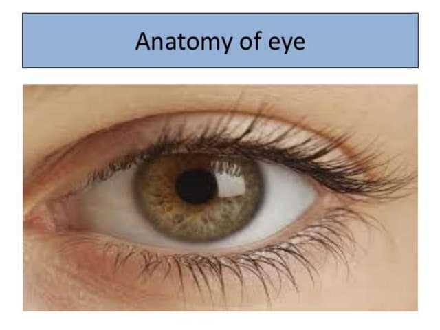 diagram of eye | DOCX