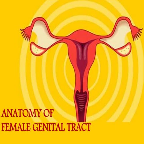 Anatomy of female genitalia | PPT