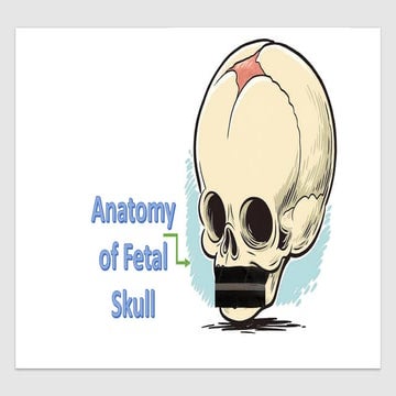 anatomy of human skull | PPTX