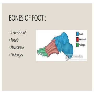 anatomy of foot.pptx anatomy anatomy anr | PPTX
