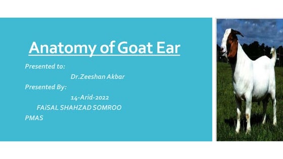 Anatomy of head and cervical region of goat | PPTX