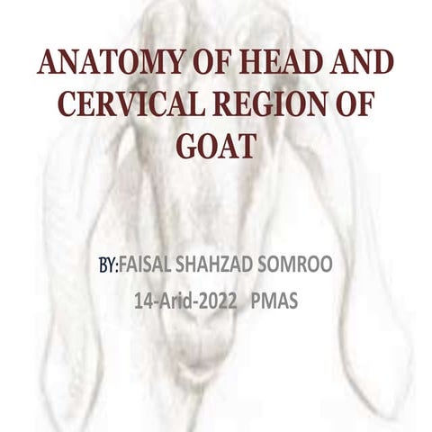 Anatomy of head and cervical region of goat | PPTX
