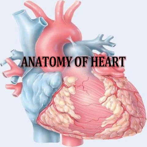 Anatomy Of The Heart Ppt Heart | Structure, Function, Diagram,