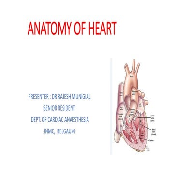 Cardiovascular system of goat | DOCX