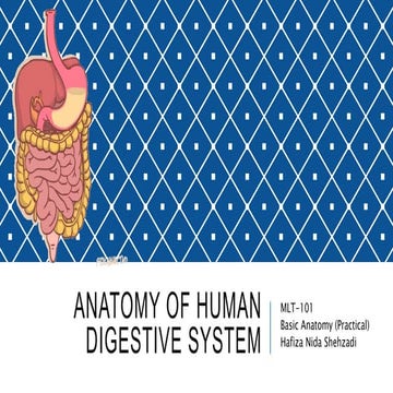 Anatomy of Human Digestive System (1).pptx
