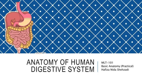 Digestive System with all organs involved in digestion | PPTX