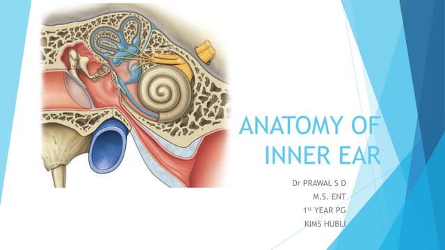 Anatomy Of Inner Ear Ppt