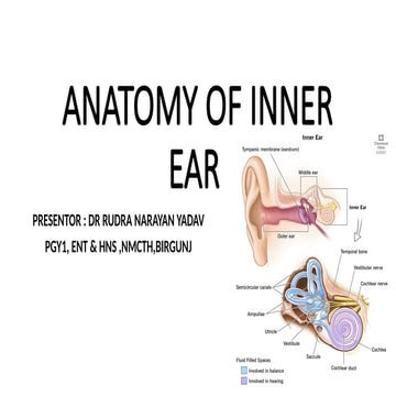anatomy of vestibular system pg level ms ent .pptx