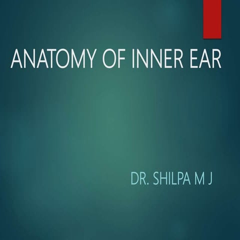 Anatomy of the Inner ear | PPT | Ear, Nose and Throat Conditions | Diseases and Conditions