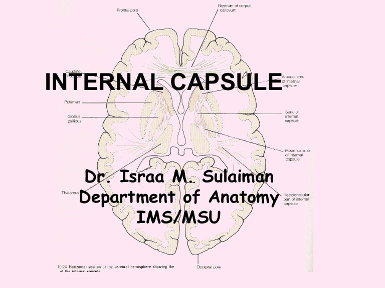 Anatomy of internal capsule