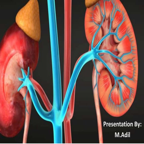 Anatomy of kidney By M.Adil
