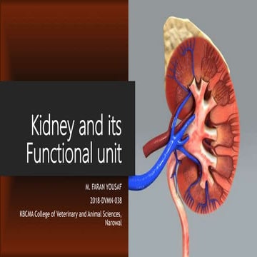 Anatomy of kidney (Animals) | PPTX