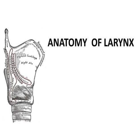 Phonatory System- Anatomy & Physiology.pptx