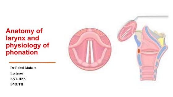 anatomy of larynx , trachea and bronchi ppt. | PPT
