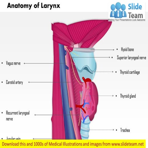 Anatomy of larynx medical images for power point | PDF