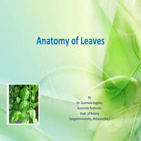 Anatomy of leaves | PPTX