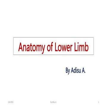 Anatomy of Lower Limb.pptx