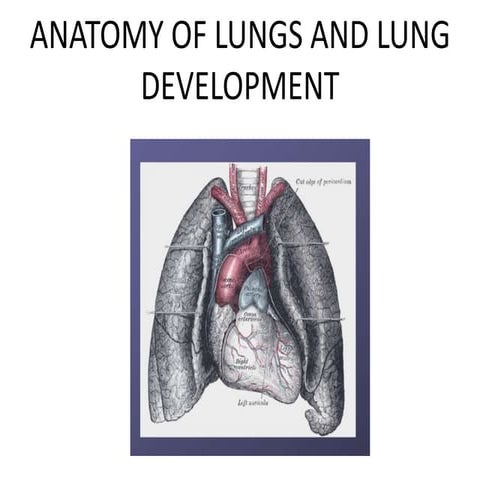 LUNG ANATOMY | PPTX