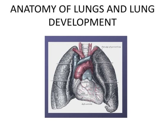Anatomy of the lower respiratory tract | PPTX