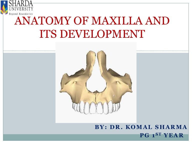 Anatomy of maxilla and its development