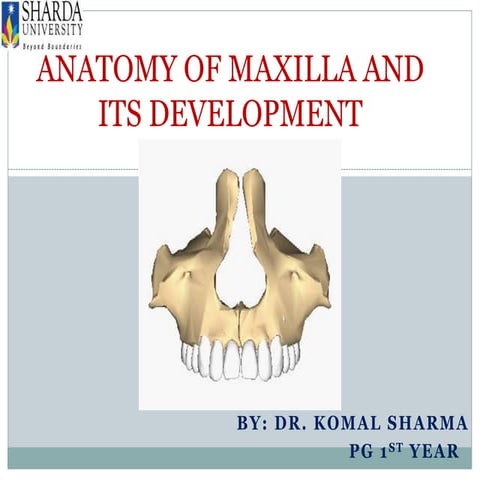 Anatomy of maxilla and its development | PPTX