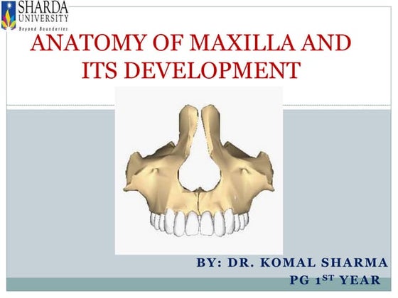 Development & Growth of Maxilla | PPTX