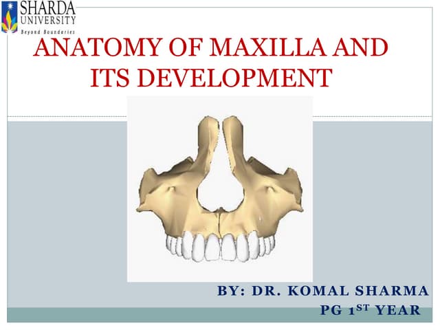 Development & Growth of Maxilla | PPTX
