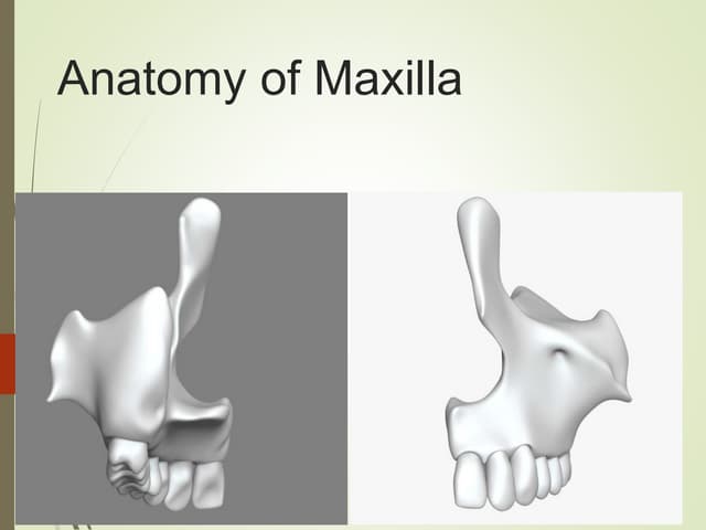 anatomy of maxilla oral and maxillofacial surgery topic OMFS | PPTX