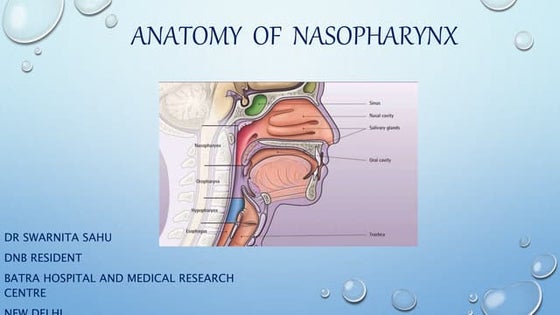 Hypopharynx anatomy | PPT
