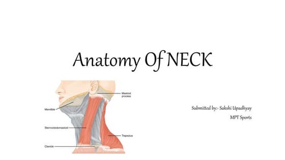 Posterior triangle of neck - Powerpoint lecture notes by Dr.N.Mugunthan ...