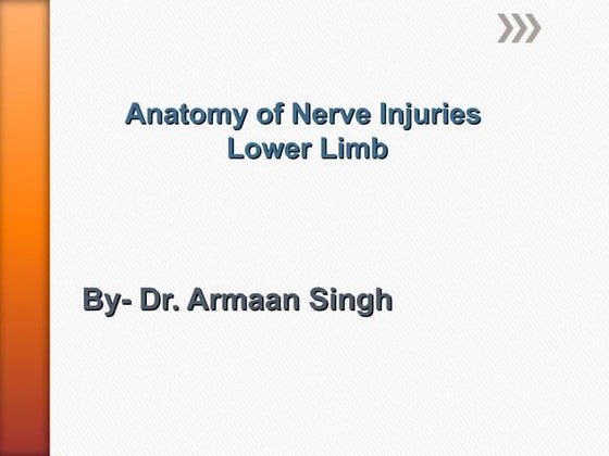 Back of thigh lower limb anatomy & m pdf | PDF